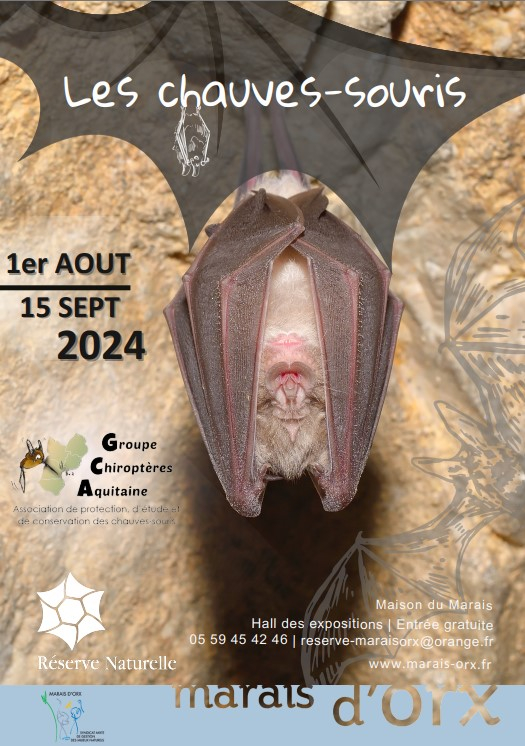 Les chauves-souris - Site officiel de la Réserve Naturelle du Marais d'Orx